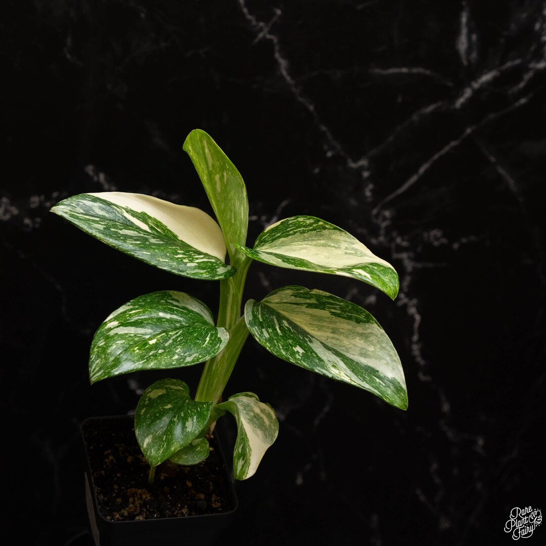 Monstera Standleyana Albo Marble Variegated *grower's Choice* - Etsy