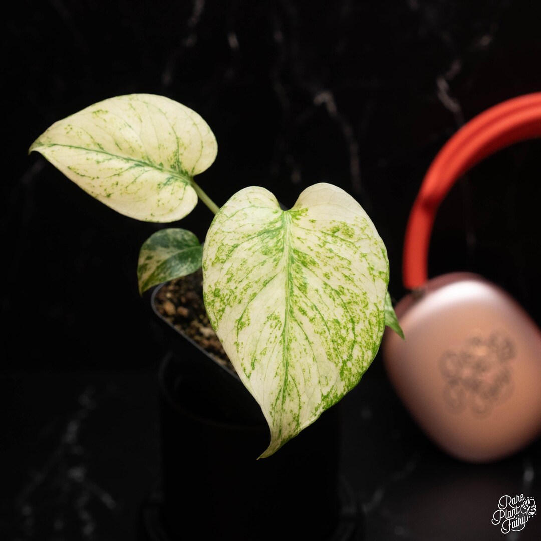 Monstera Deliciosa Mint Variegated (large Form) *grower's Choice* - Etsy