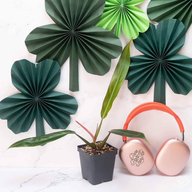 Philodendron Bicolor - Etsy