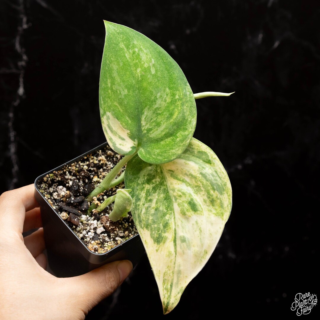 Scindapsus Pictus 'mangurai' Variegated *growers Choice* - Etsy