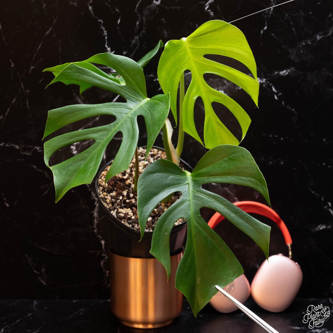 Monstera Deliciosa Var. Sierrana *mexican Clone* *grower's Choice* - Etsy