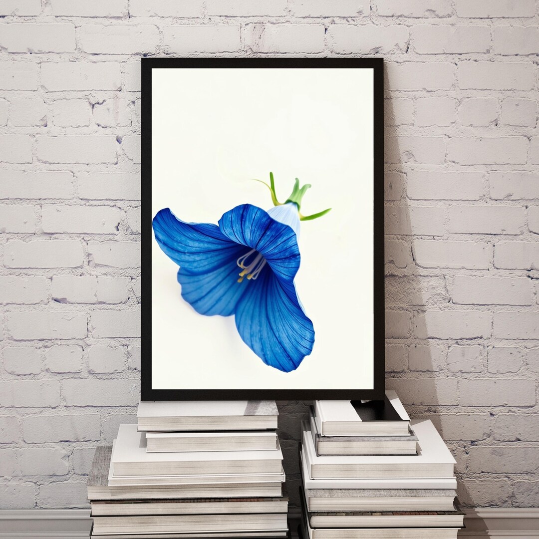 Botany Poster - Alpine Gentian Watercolor Print, Blue Wildflower Art ...
