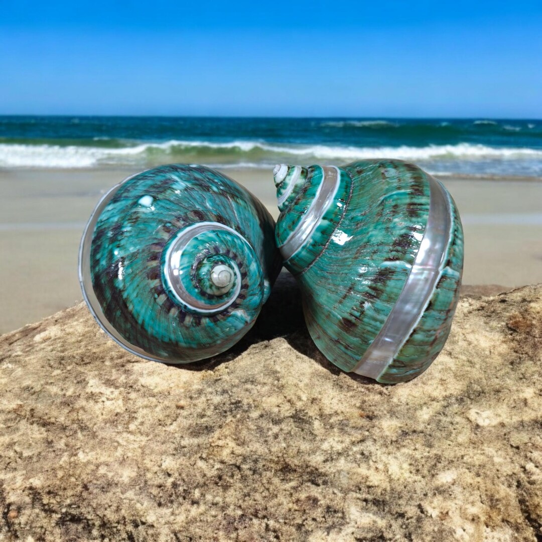 2xturbo Poleng-shell-ocean Shell-unique-decoration-maritime ...