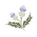 Thistle Flowers Cuttable Design SVG PNG DXF & Eps Designs Cameo File ...