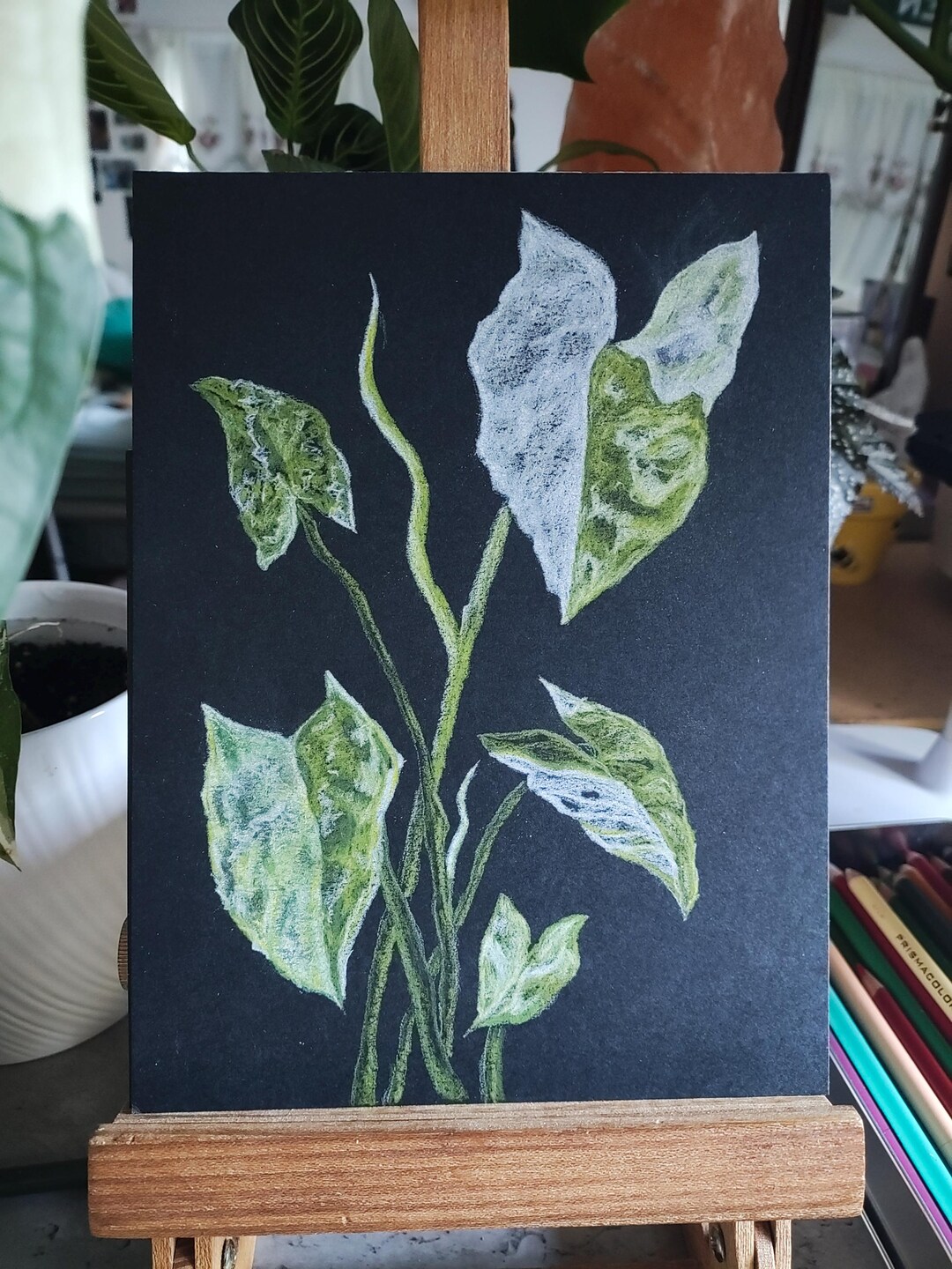 Original Syngonium Albo Plant Drawing, House Plant Art, - Etsy