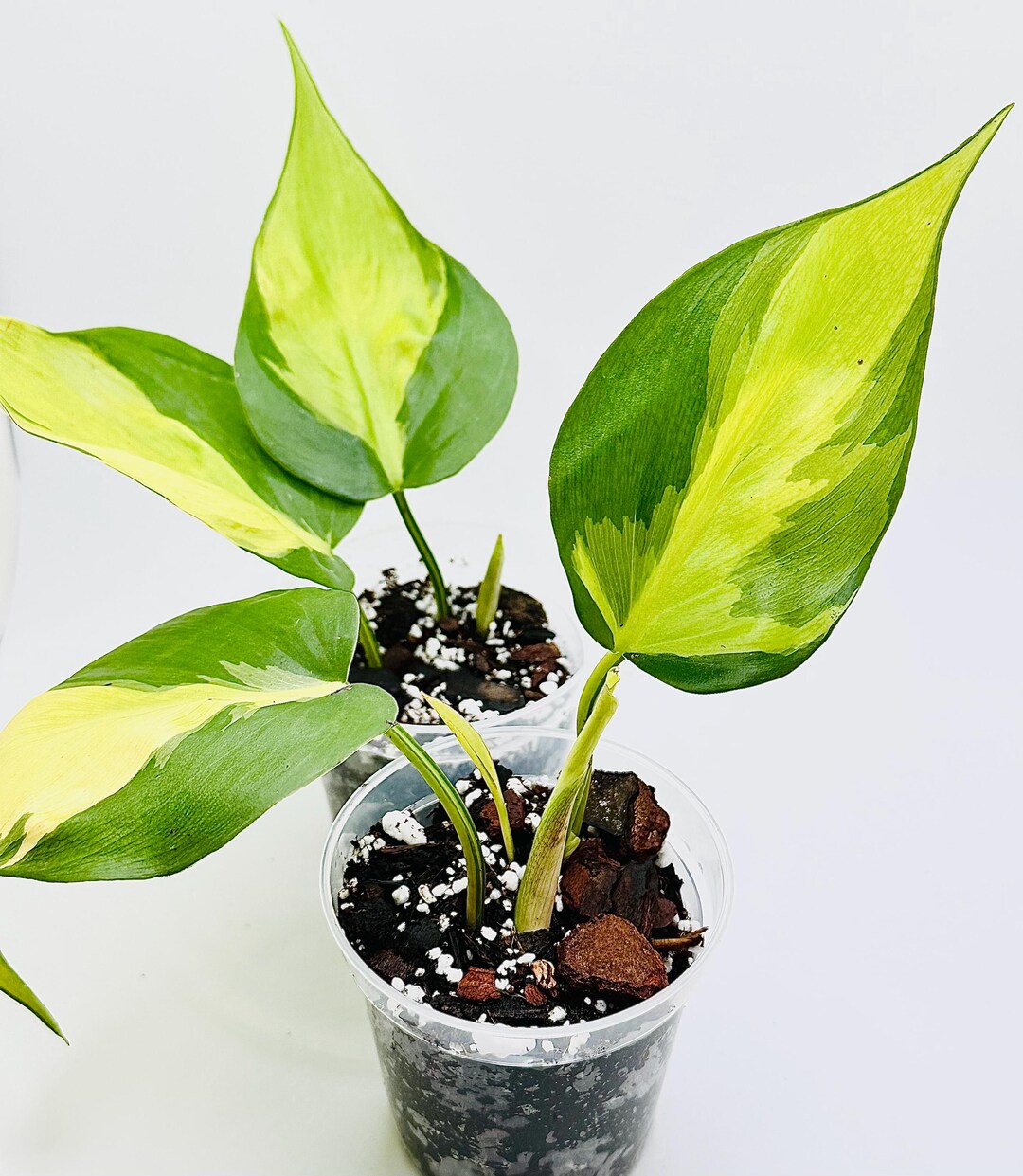 Philodendron Brasil | Houseplant |easy Care | Live Plant | Indoor Plant ...