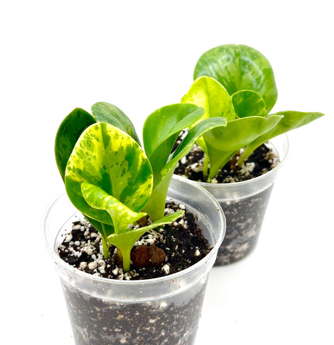 Peperomia Variegated Marble |easy Care | Live Plant | Indoor Plant ...