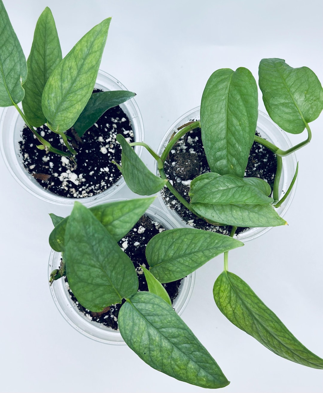 Cebu Blue Pothos | Easy Care Houseplant (3 or 4 Inch Pot) - Etsy