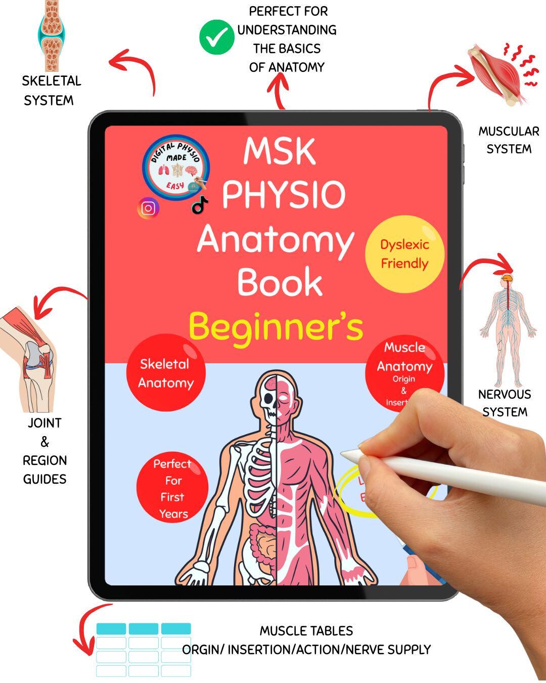 Digital- MSK Anatomy Book Beginner's - Etsy