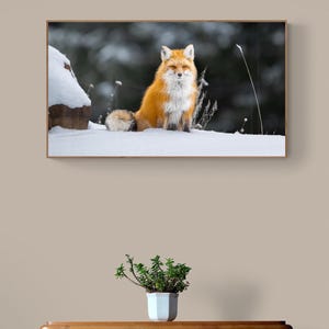 Smiling Fox Enjoying Snow Morning - Etsy