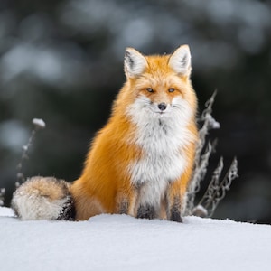 Smiling Fox Enjoying Snow Morning - Etsy