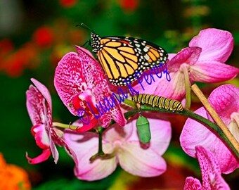 Orchid and Angel Butterfly | Etsy