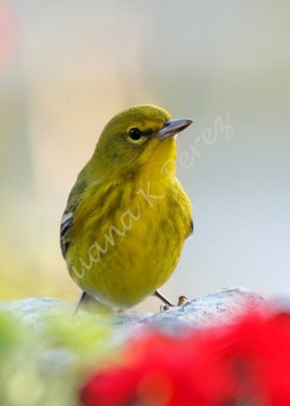 Yellow Warbler Photo | Etsy