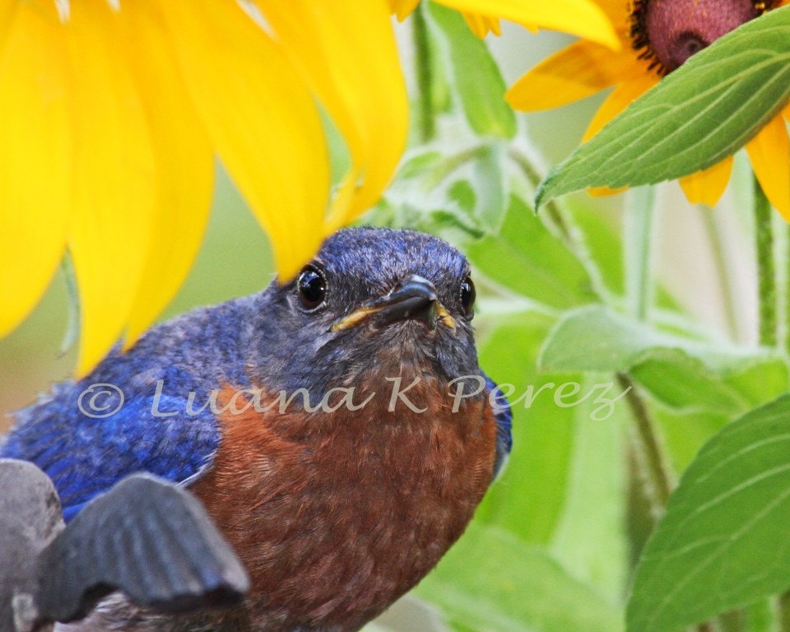 Bluebird Photo Billy Bluebird - Etsy