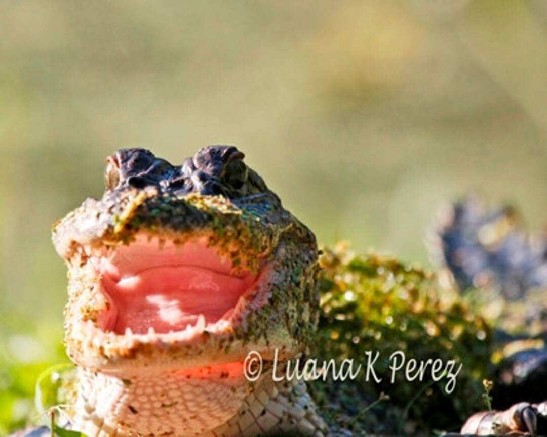 Allie Alligator Wants to Have Lunch With You - Etsy