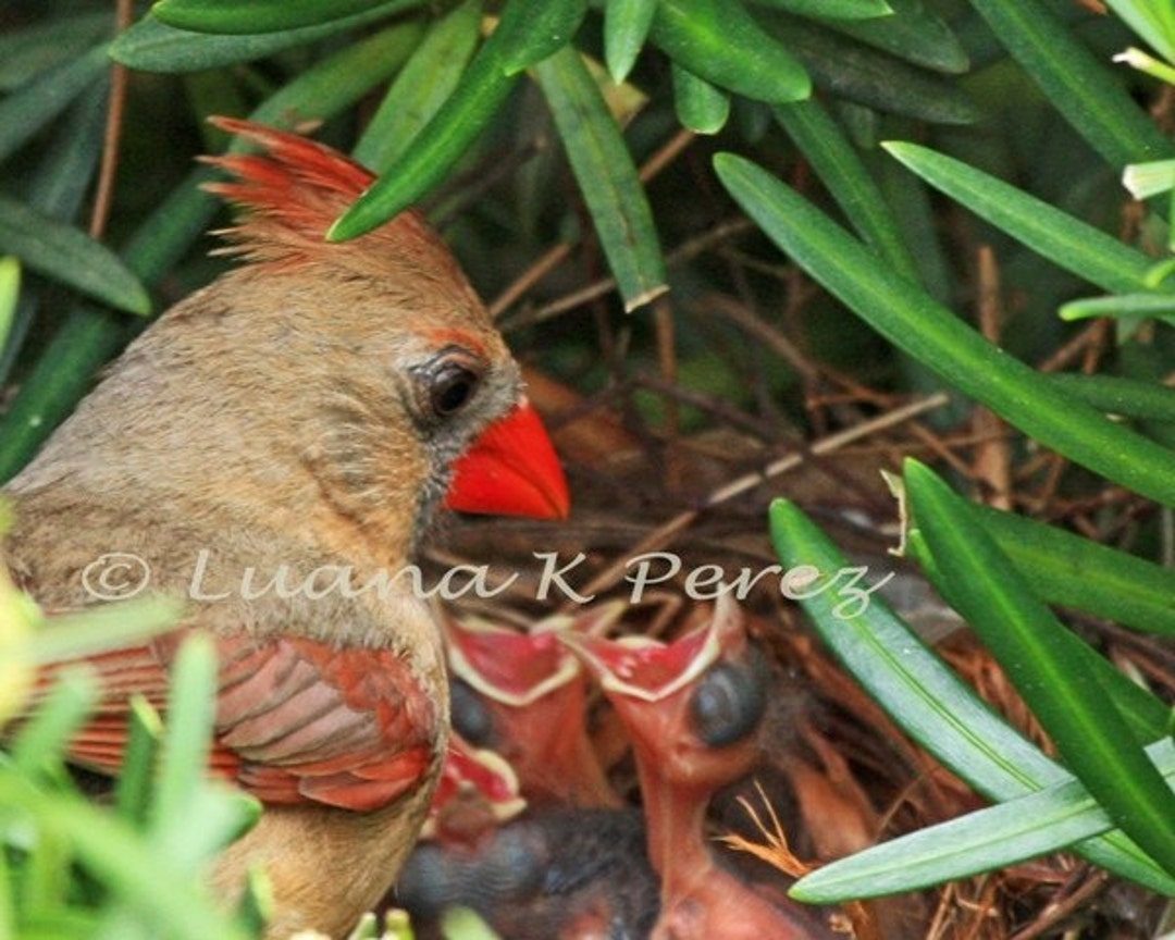 Mother Cardinal Bird and Babies - Etsy