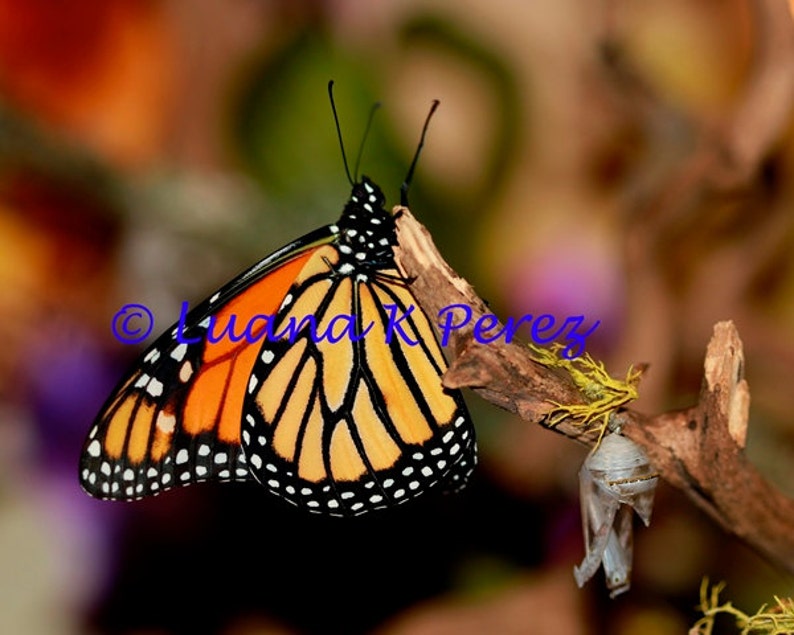 Monarch Butterfly Birth - Etsy