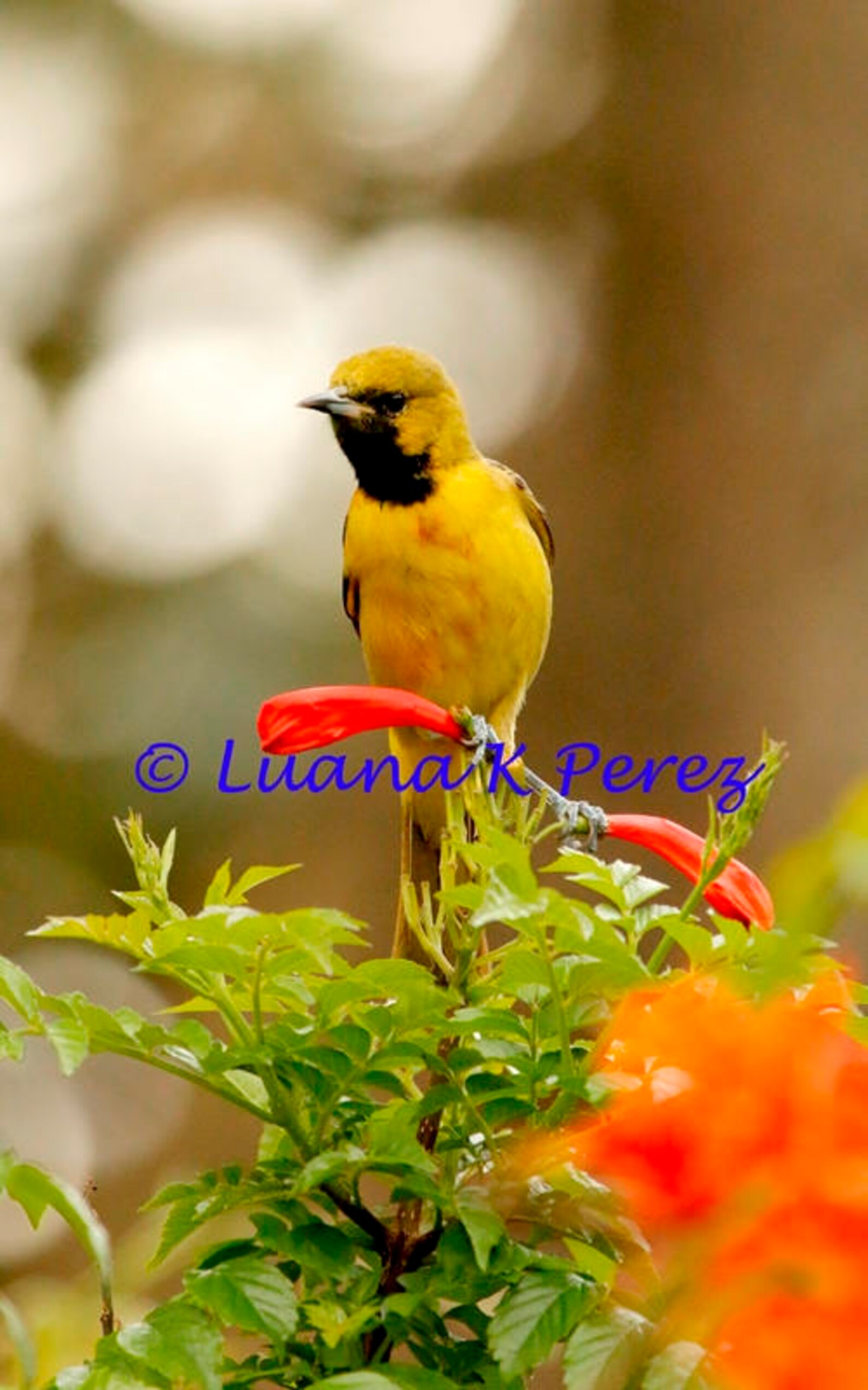 Orchard Oriole Yellow Bird Photo - Etsy