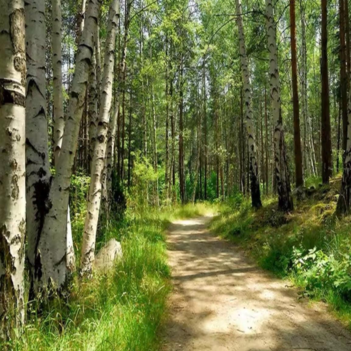 Forest Wallpaper, Forest Wall Mural, Trees Wallpaper, Landscape ...
