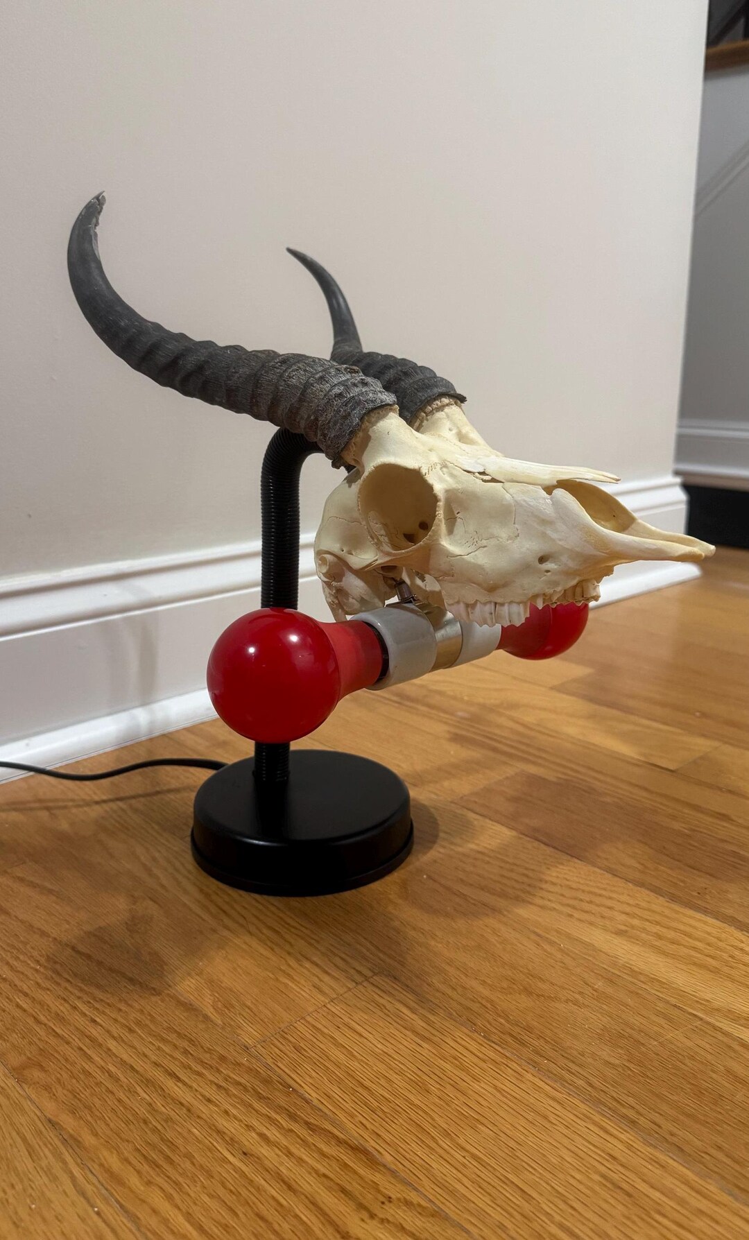 Real Male Springbok Skull With Horns Desk Lamp - Etsy