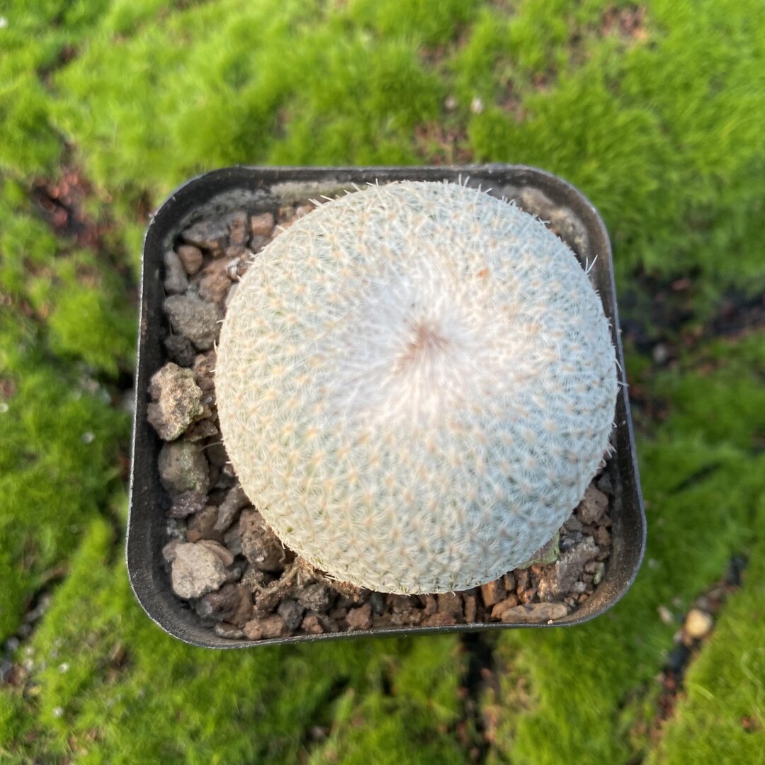2'' Epithelantha Micromeris Cactus, Horticultural Pretty Cacti Gift ...