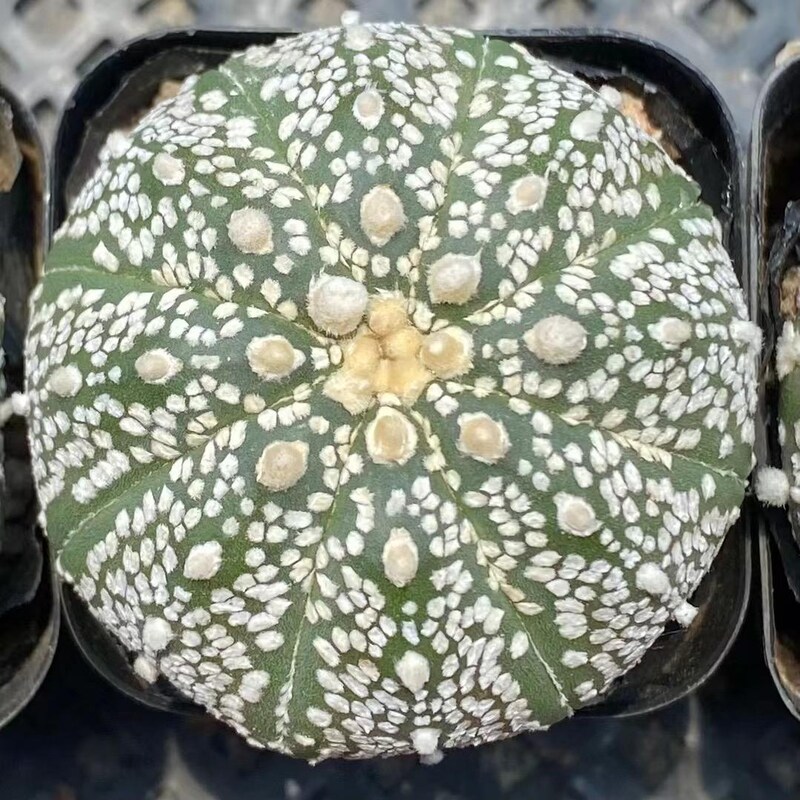 Astrophytum Seeds - Etsy