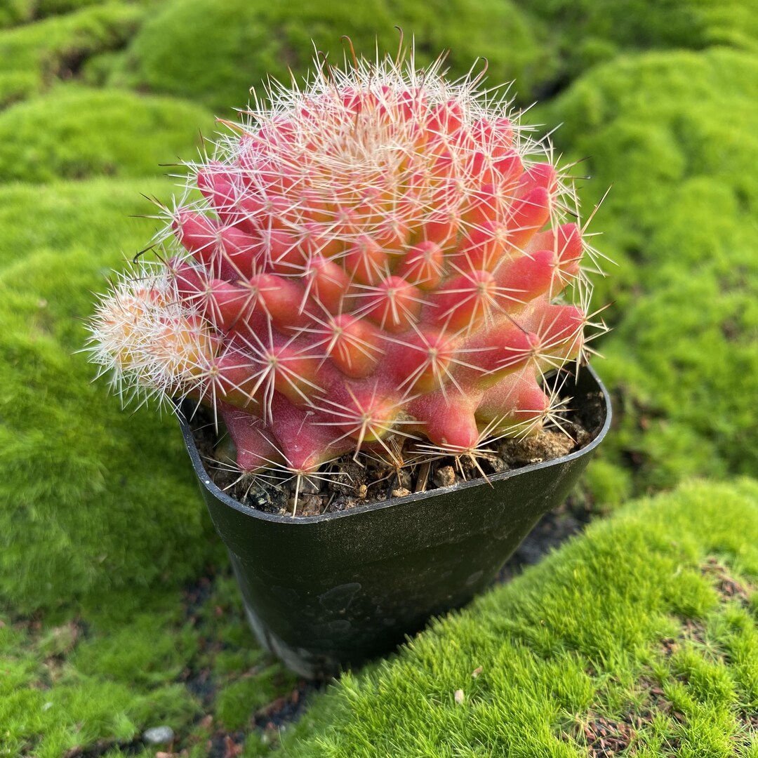 Mammillaria Beneckei cv. Variegata, Plante grasse d'extérieur, Cactus ...