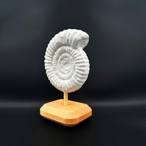 Elegant Ammonite Sculpture | Natural Fossil-inspired Decor | Hand ...