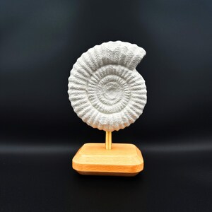 Elegant Ammonite Sculpture | Natural Fossil-inspired Decor | Hand ...