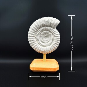 Elegant Ammonite Sculpture | Natural Fossil-inspired Decor | Hand ...