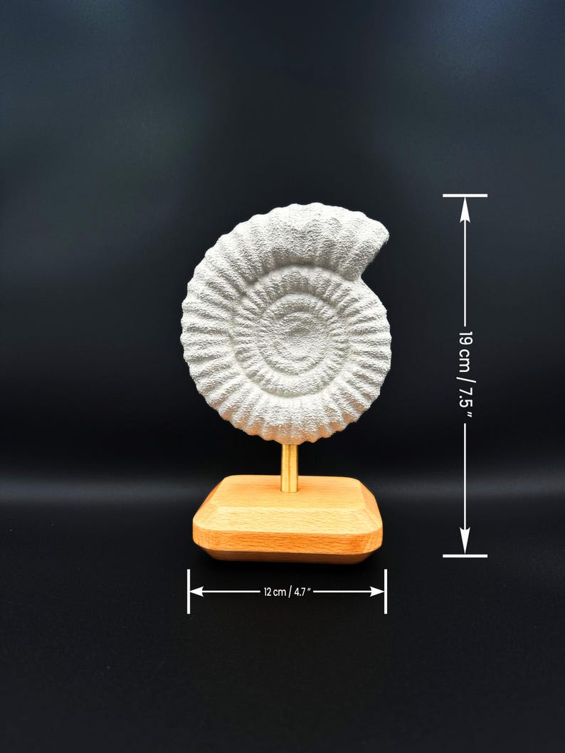 Elegant Ammonite Sculpture | Natural Fossil-inspired Decor | Hand ...