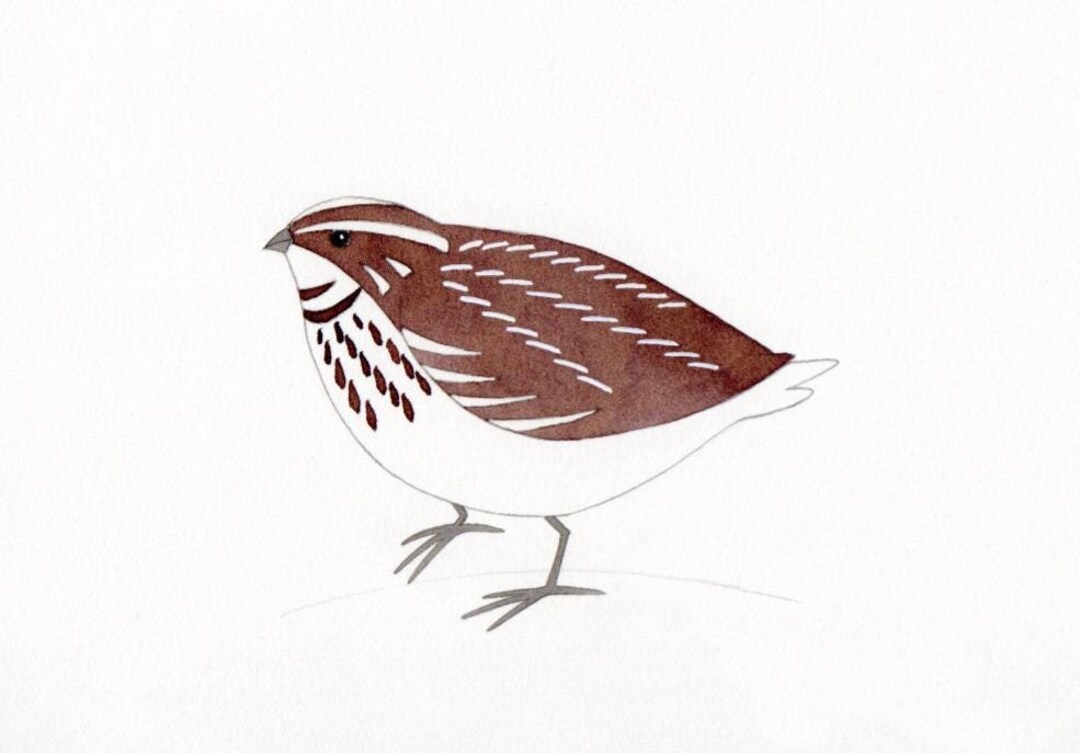 Original Art ~ Quail ~ Small Hand Painted Ink Illustration on Paper ...