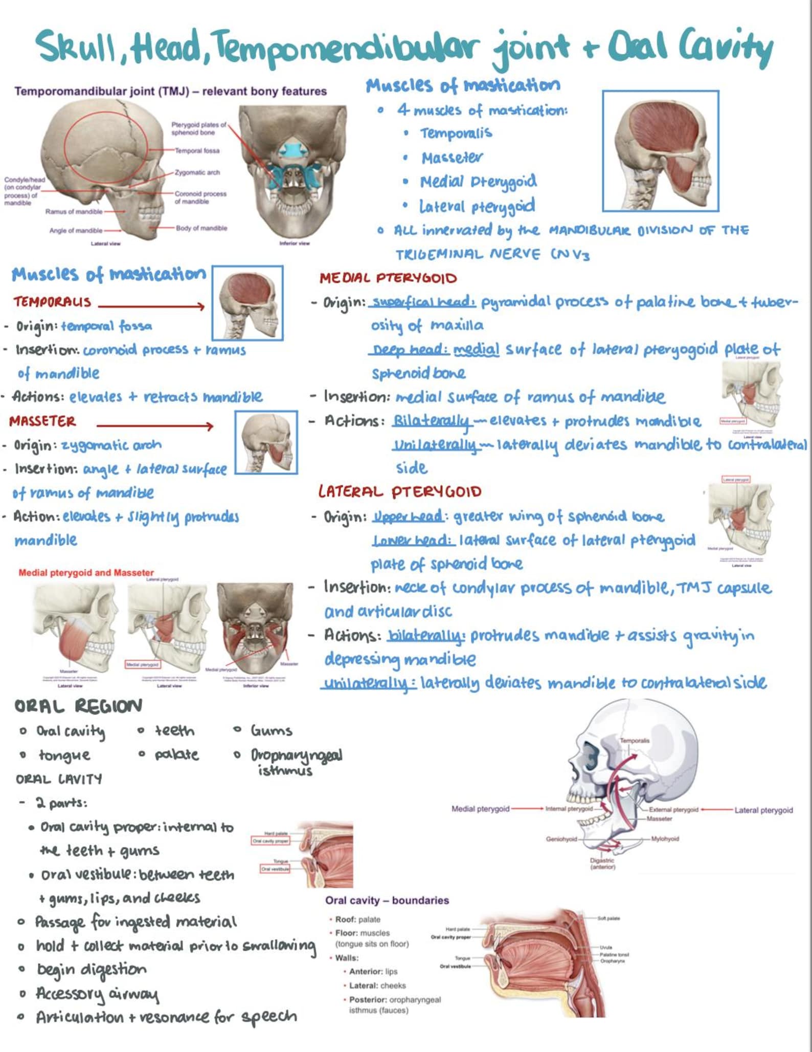SLP Anatomy and Physiology Complete Course Guide - Etsy