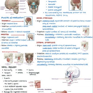 SLP Anatomy and Physiology Complete Course Guide - Etsy