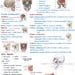 SLP Anatomy and Physiology Complete Course Guide - Etsy