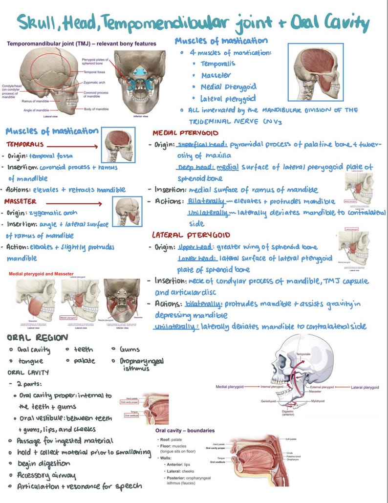 SLP Anatomy and Physiology Complete Course Guide - Etsy