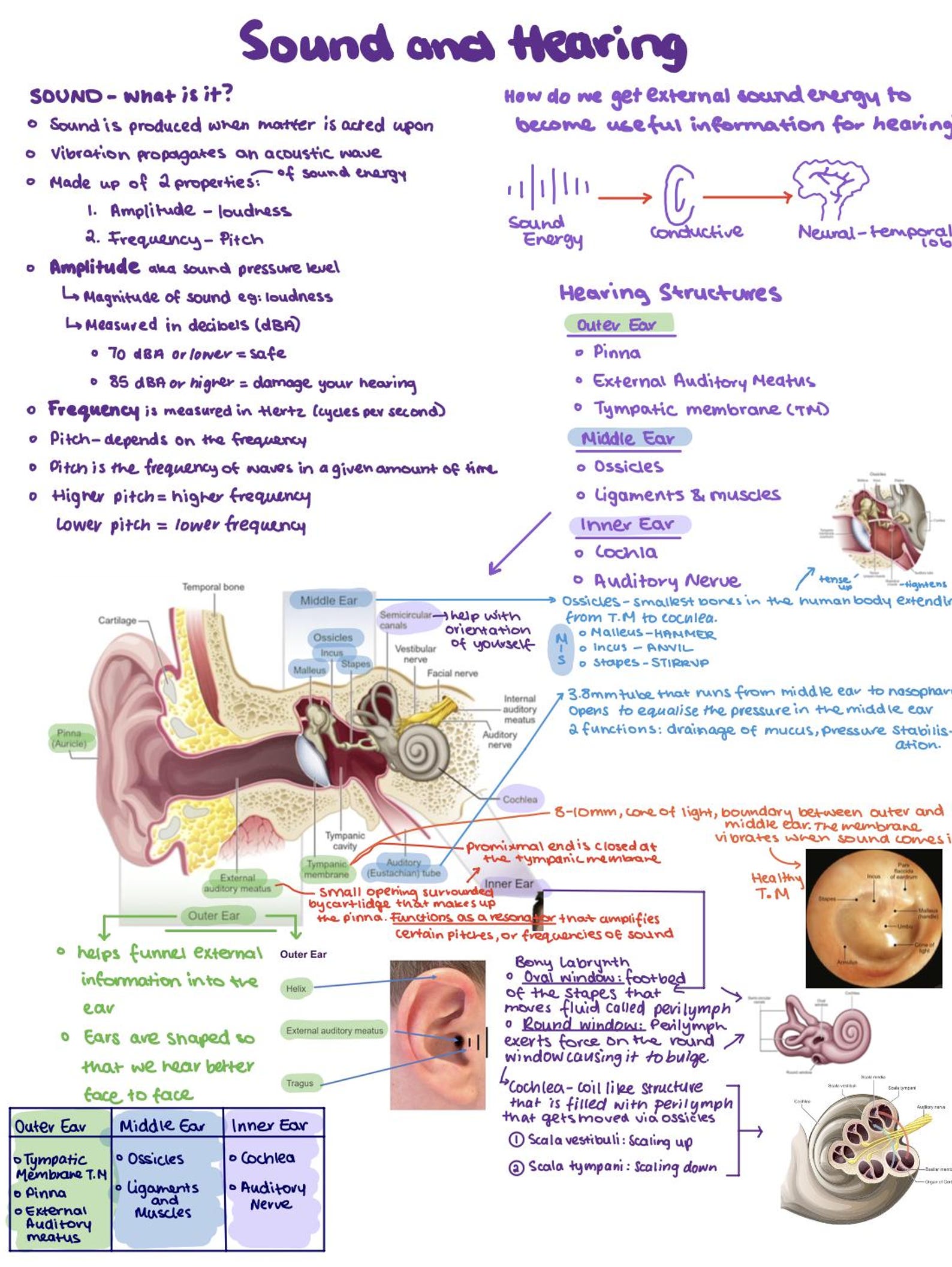 SLP Anatomy and Physiology Complete Course Guide - Etsy