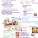 SLP Anatomy and Physiology Complete Course Guide - Etsy