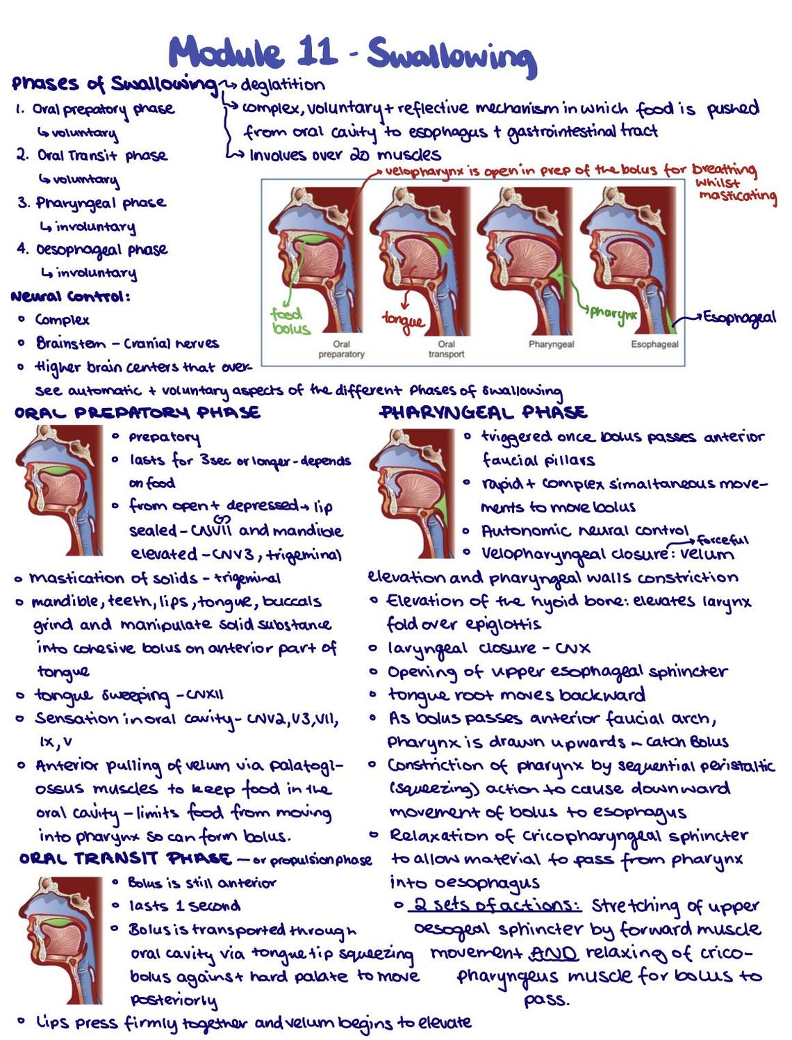 SLP Anatomy and Physiology Complete Course Guide - Etsy