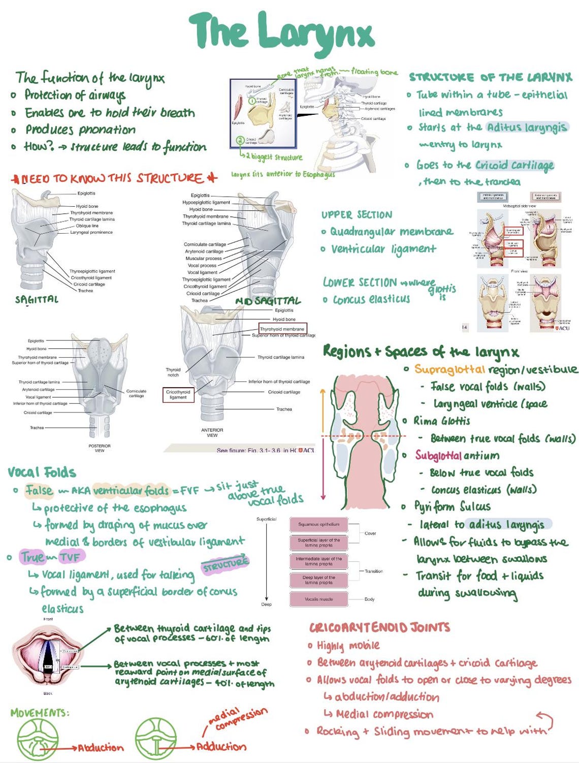 SLP Anatomy and Physiology Complete Course Guide - Etsy