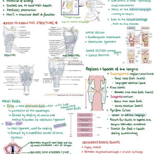 SLP Anatomy and Physiology Complete Course Guide - Etsy