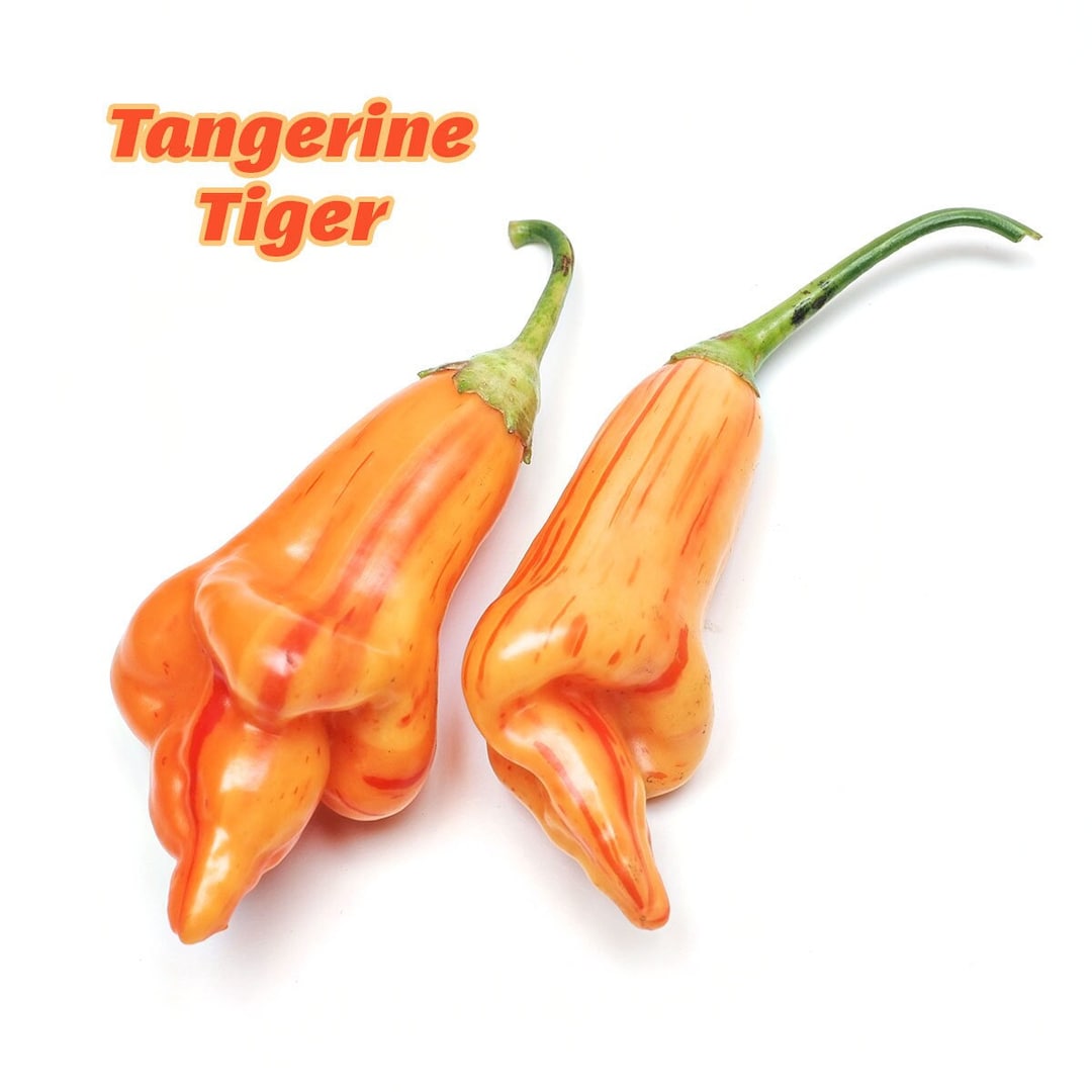 Tangerine Tiger F5 Pepper Seeds - Etsy
