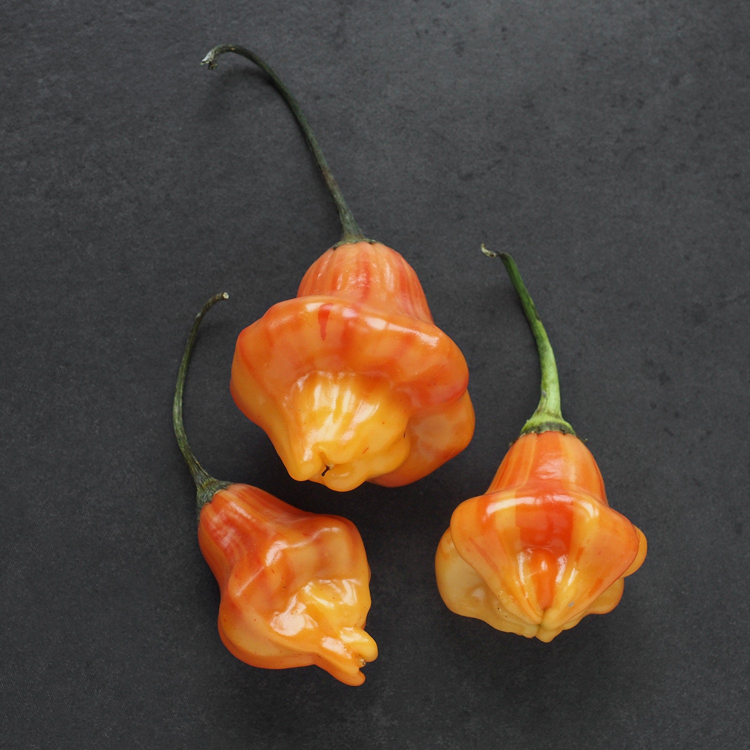 Tangerine Tiger F7 Pepper Seeds - Etsy