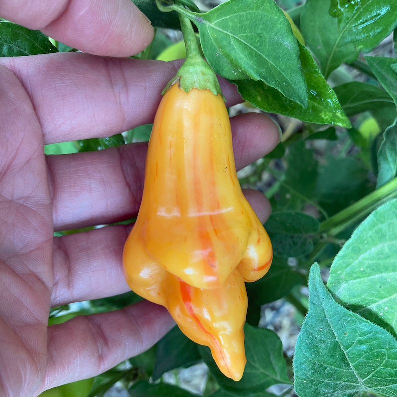 Tangerine Tiger F7 Pepper Seeds - Etsy
