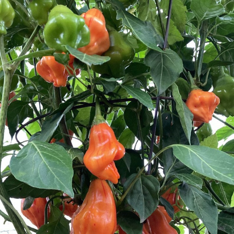 Tangerine Tiger F5 Pepper Seeds - Etsy