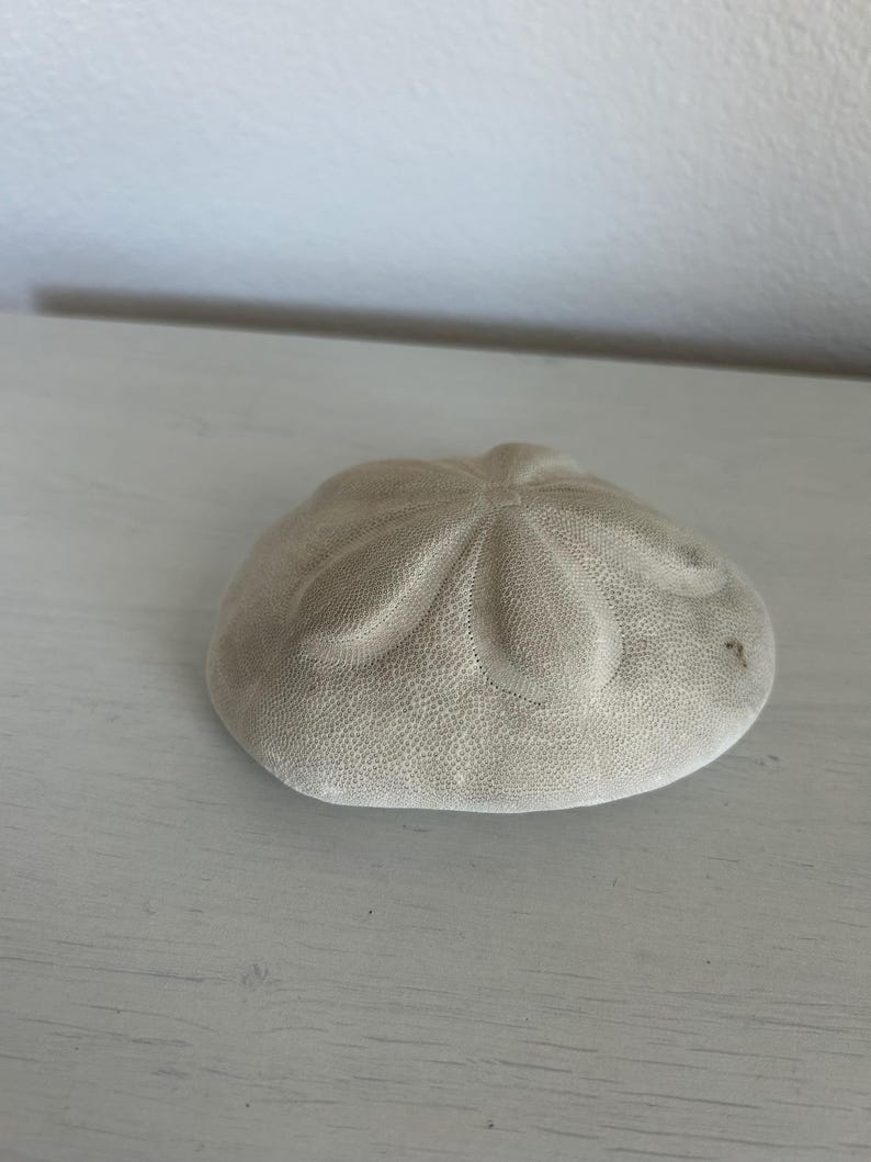 Vintage Sea Biscuit | Puffy Sand Dollar Ocean Shell - Etsy