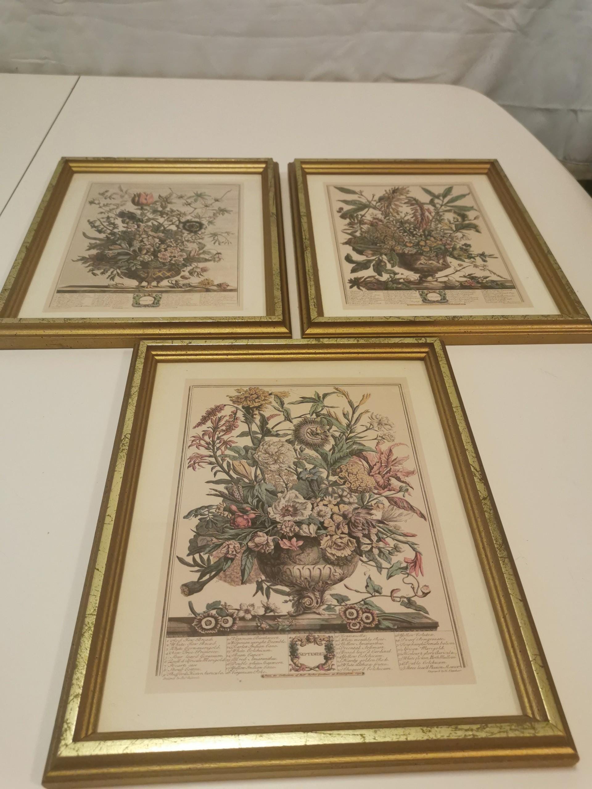 Set of 3 Framed Prints Robert Furber Gardiner 12 Months of Flowers Sep ...
