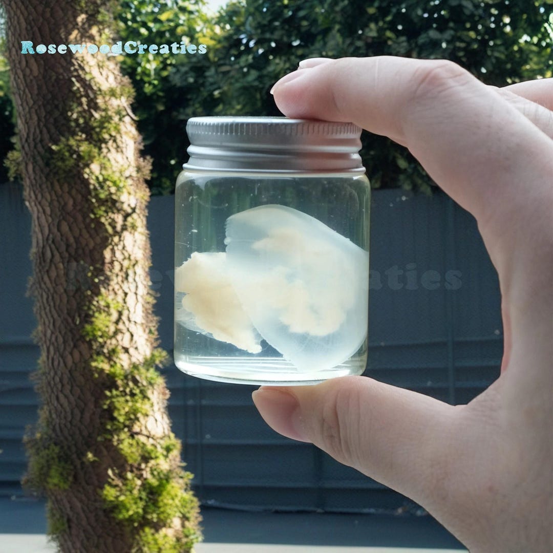 Real Moon Jellyfish Wet Specimen, Dead Jellyfish in A Jar, Unique ...