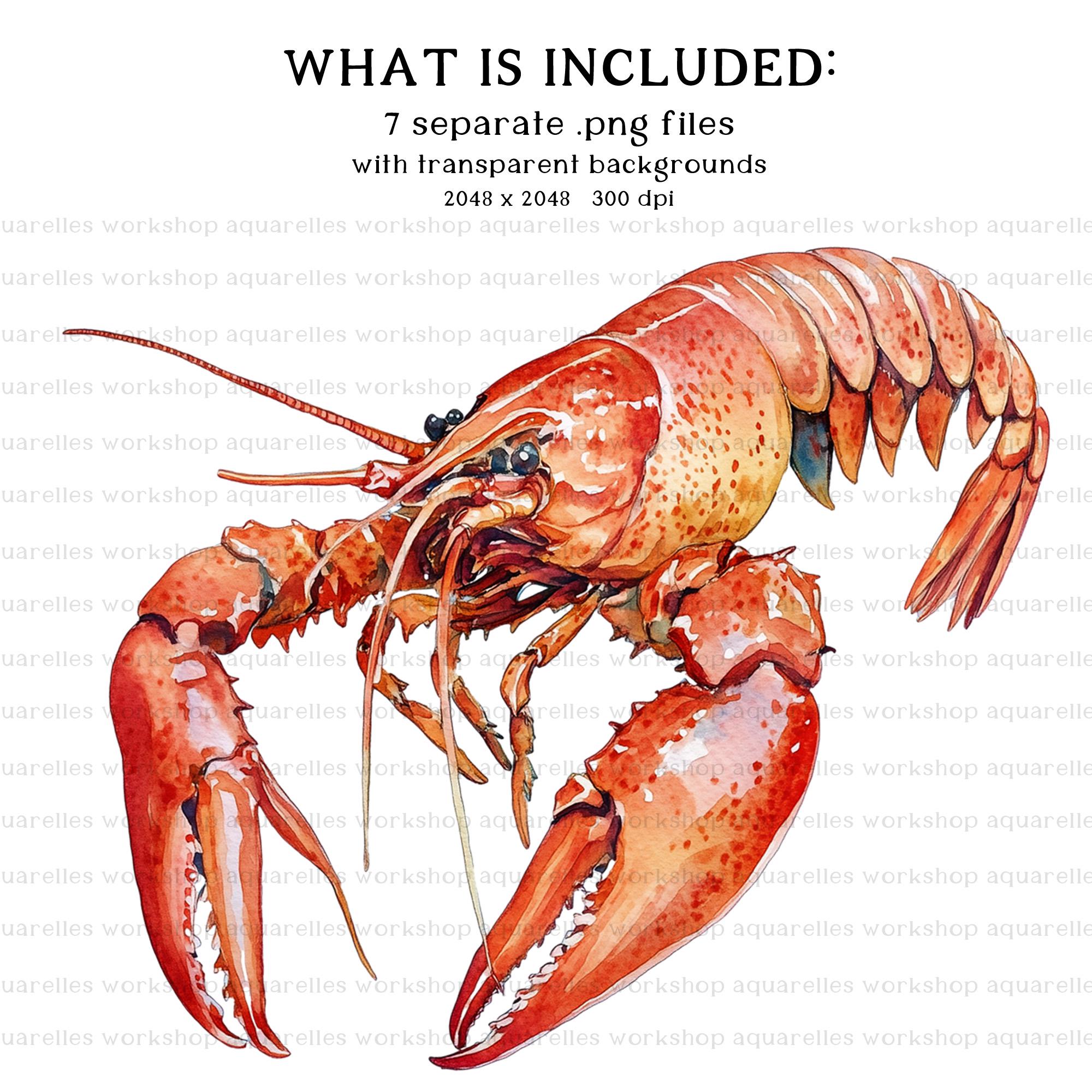 Shrimp & Crawfish Png Clipart Set - a Collection of 3 Shrimp and 4 ...
