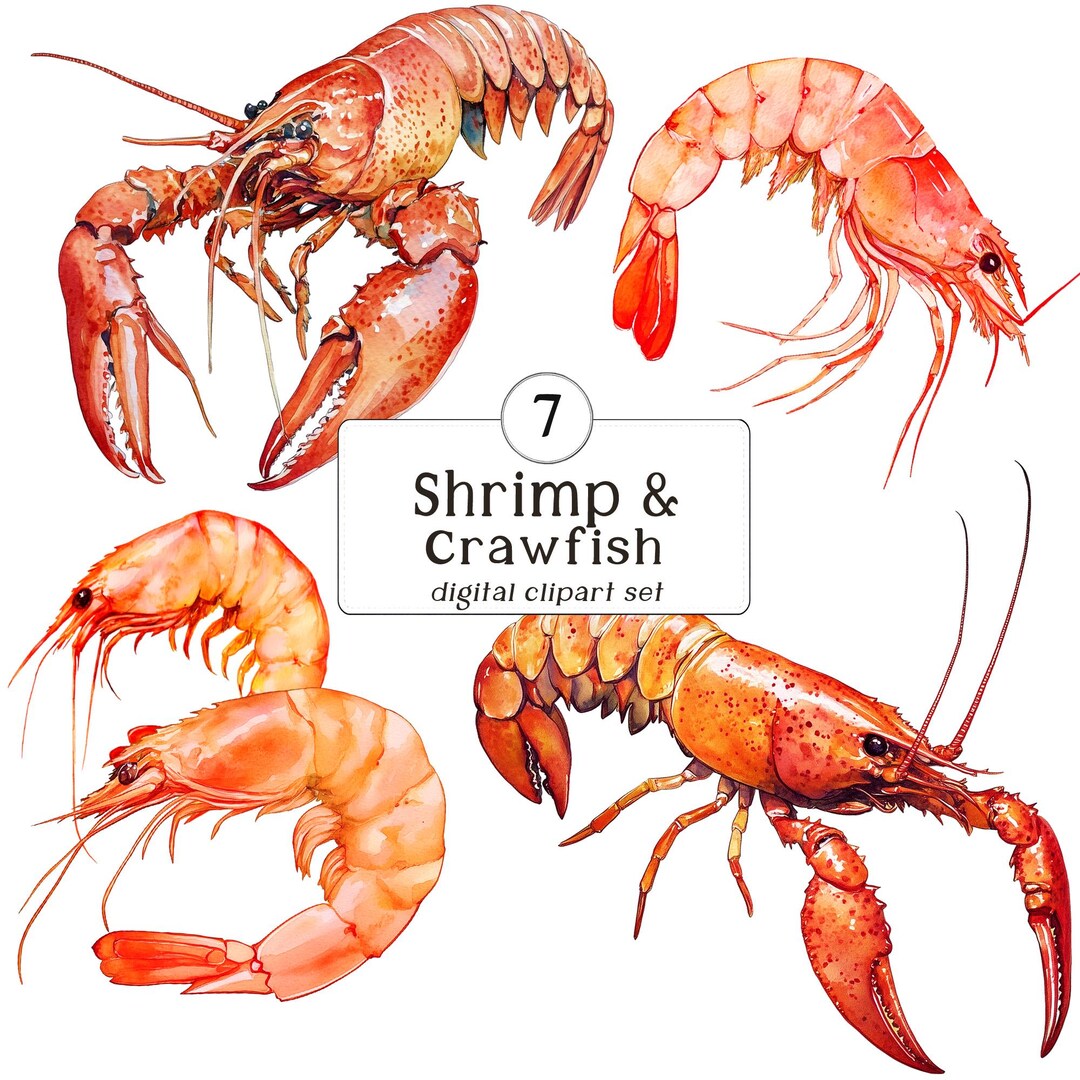 Shrimp & Crawfish Png Clipart Set - a Collection of 3 Shrimp and 4 ...